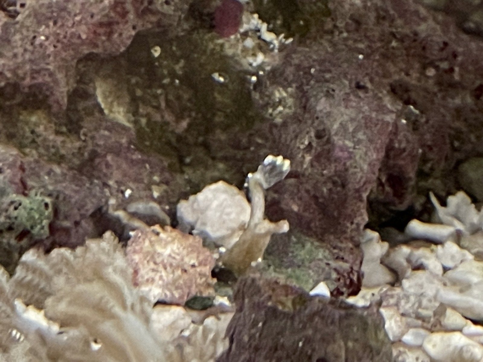 Tiny little Purple Polyps?? What are they?? - Identification Forum ...