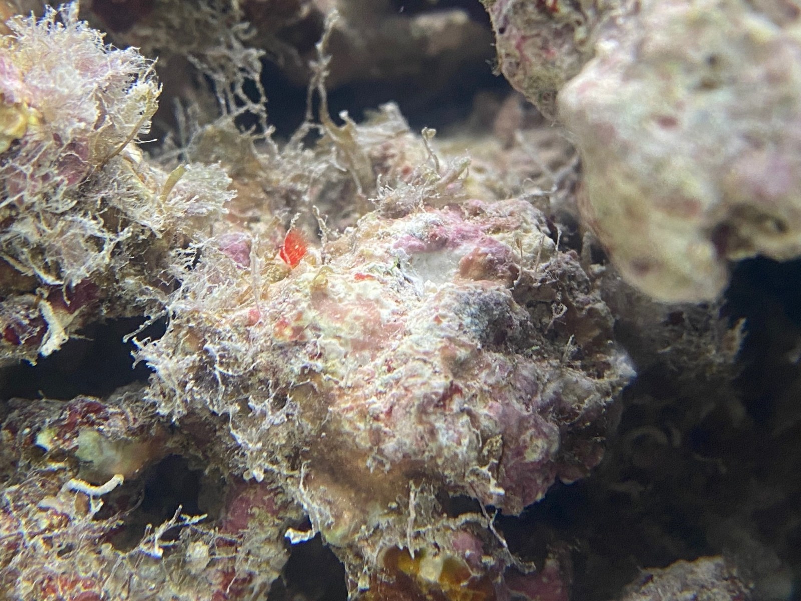 Caribbean Cubed *Rocks are here!* - Nano Reef Journals - Nano-Reef ...