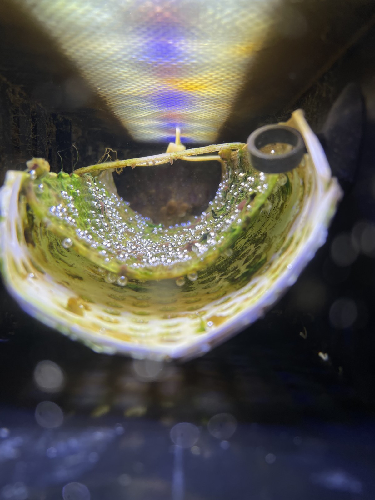 Fluval Evo 13.5G - (UAS) Upflow Algae Scrubber - Page 2 - DIY Projects ...