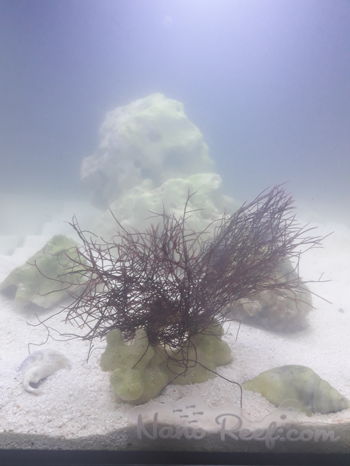 Macroalgae sources UK - General Discussion - Nano-Reef Community