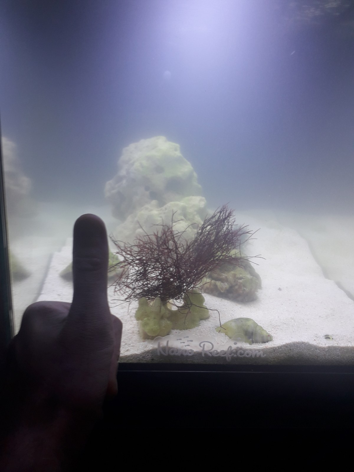 Macroalgae sources UK - General Discussion - Nano-Reef Community