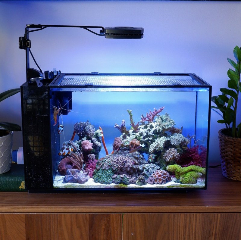 First saltwater build - Nano Reef Journals - Nano-Reef Community