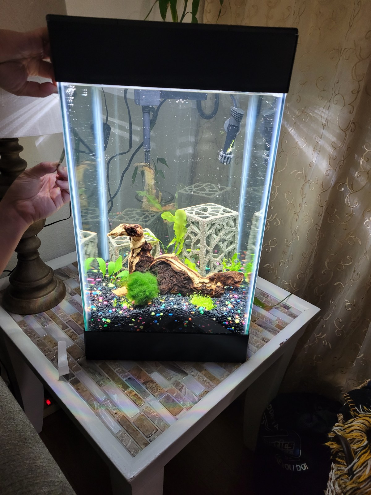 Not salt just my wifey's new 15G planted tank - General Discussion ...