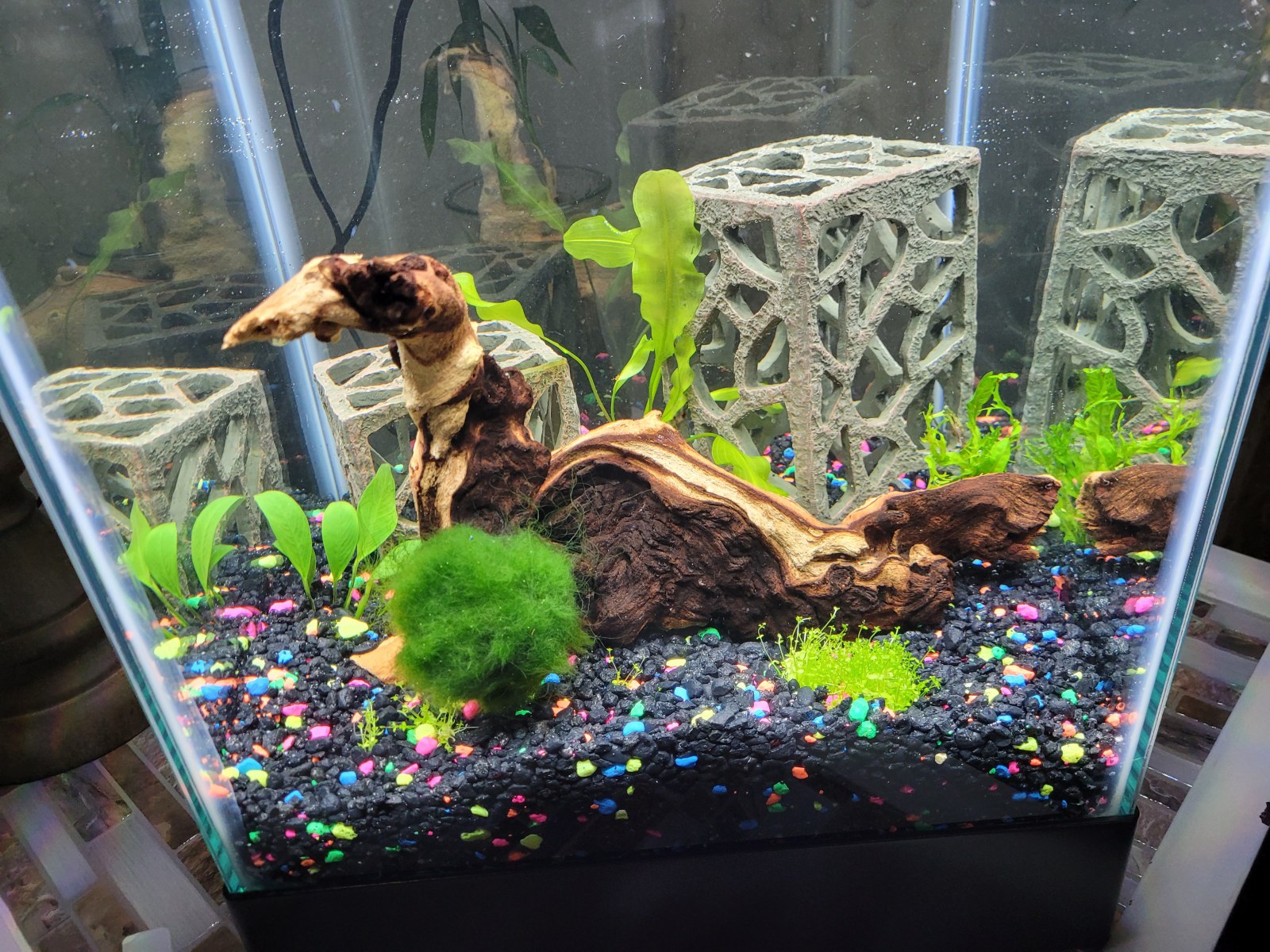 Not salt just my wifey's new 15G planted tank - General Discussion ...