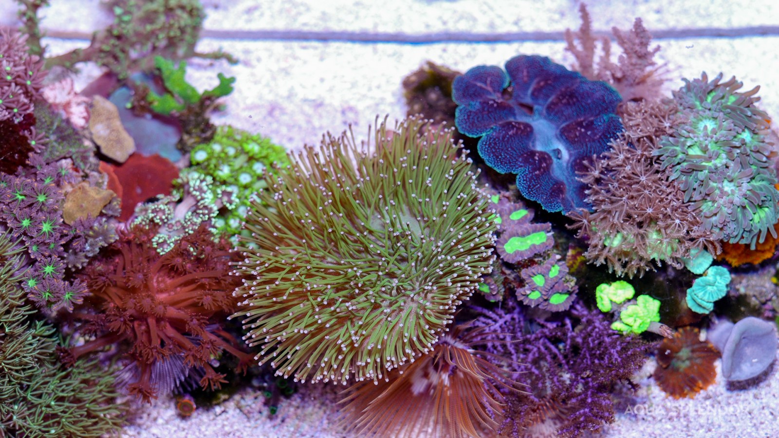 Aqua Splendor - 2021 Featured Reef Aquariums - Nano-Reef Community