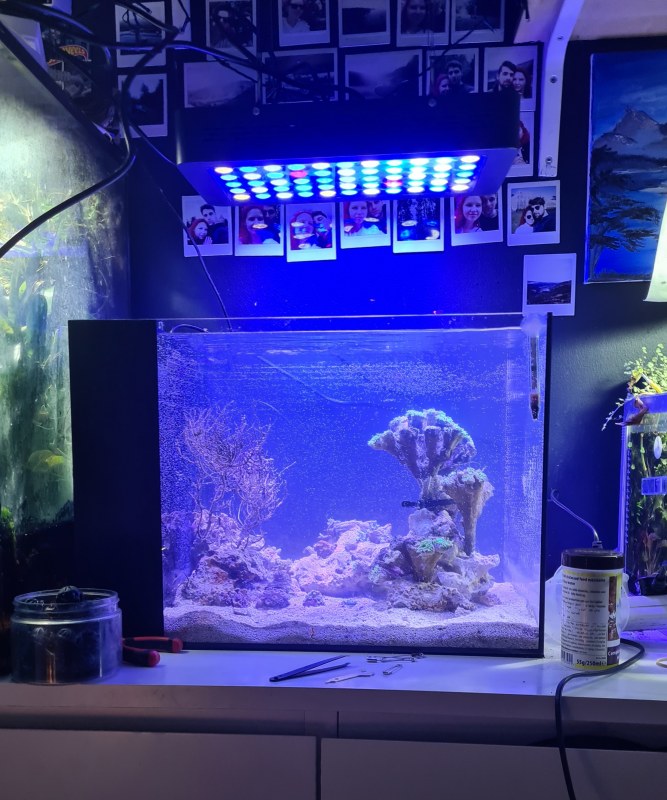 Waterbox Peninsula Mini 15G Renaissance - Photo heavy - Nano Reef ...