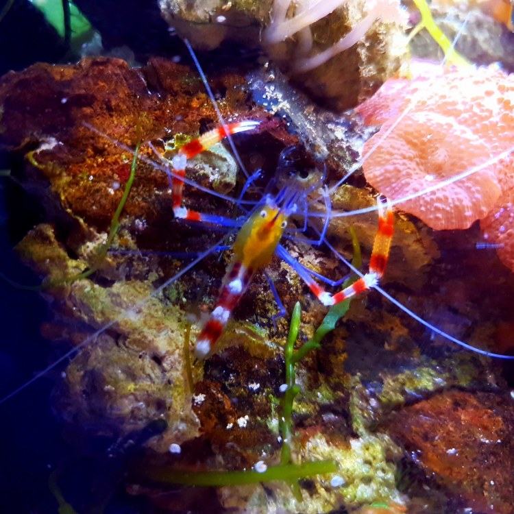 Snow_Phoenix - 2021 Featured Reef Aquariums - Nano-Reef Community