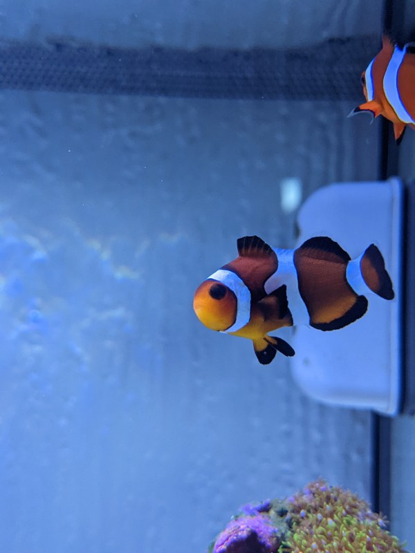 The "it'll never last" non-reef, reef! Now Evo! - Nano Reef Journals ...