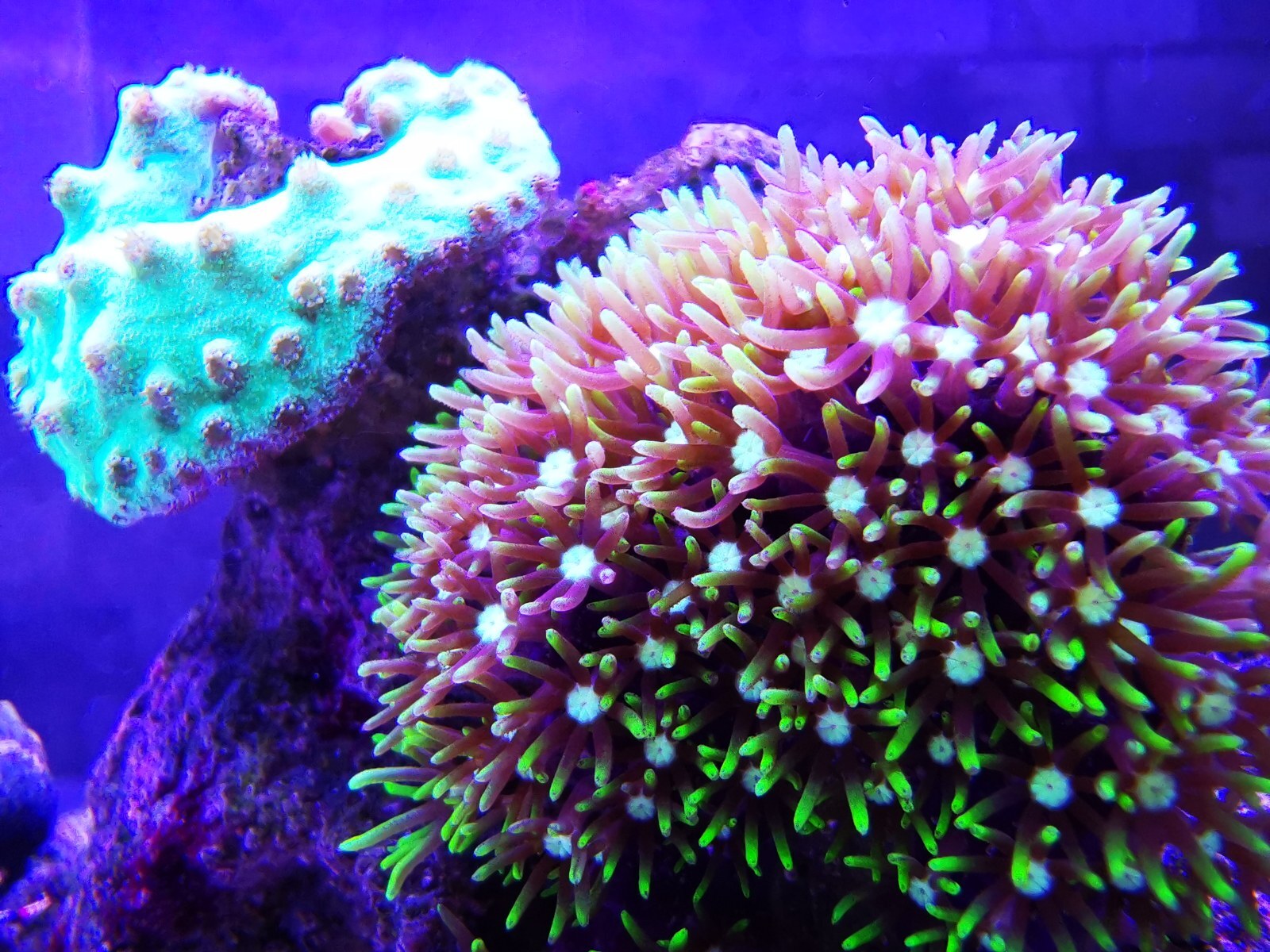 Algae growing on corals - All-In-One Tanks - Nano-Reef Community