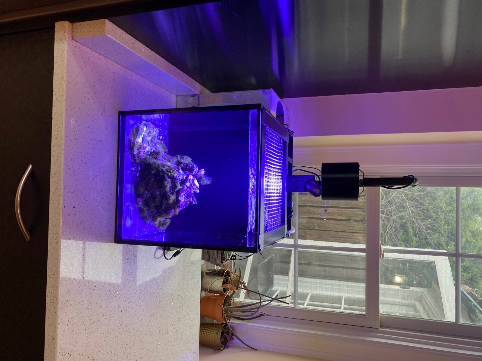 Glofish tank to pico reef - Pico Reef Journals - Nano-Reef Community