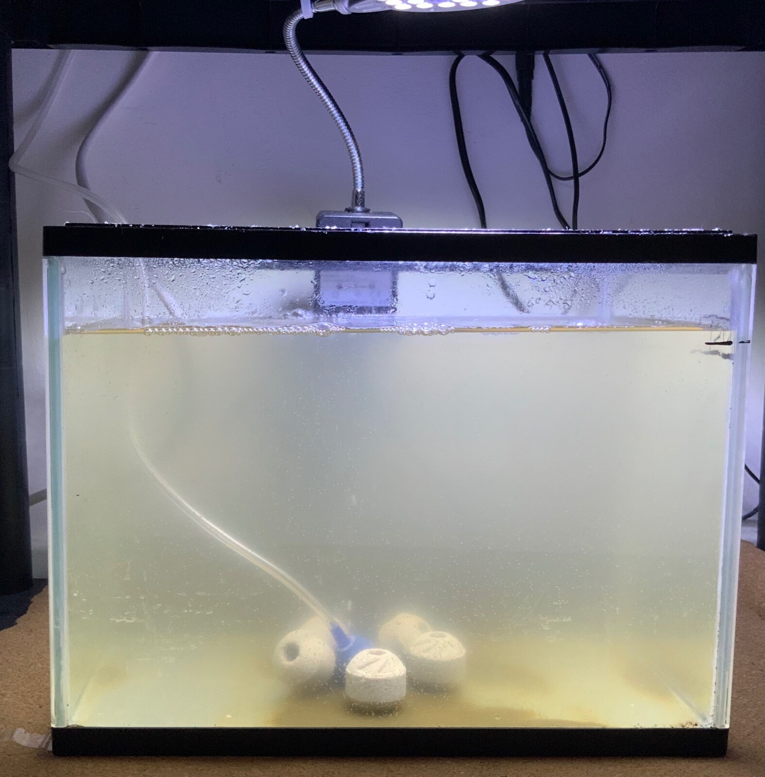 Phytoplankton and Copepod Culture. - Aquaculture and Breeding - Nano ...