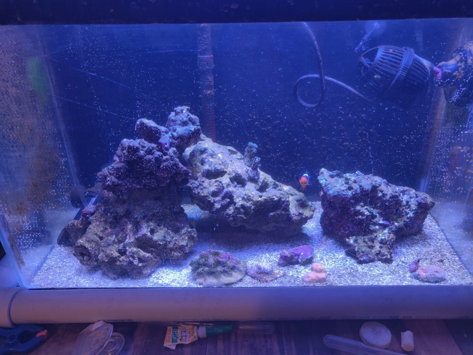 2nd fish in 20g with springeri damsel - Fish Forum - Nano-Reef Community
