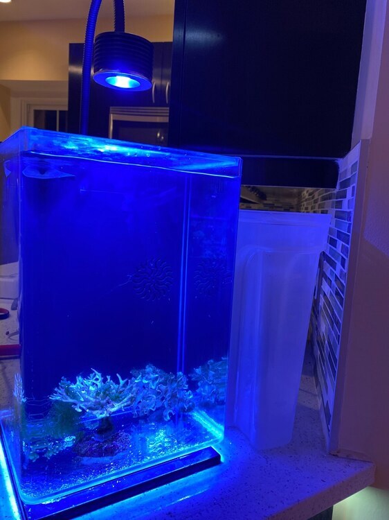 Glofish tank to pico reef - Pico Reef Journals - Nano-Reef Community