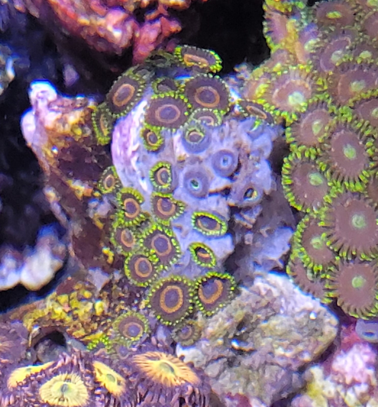 Sponge like material surrounding zoas.... ID? - Identification Forum ...