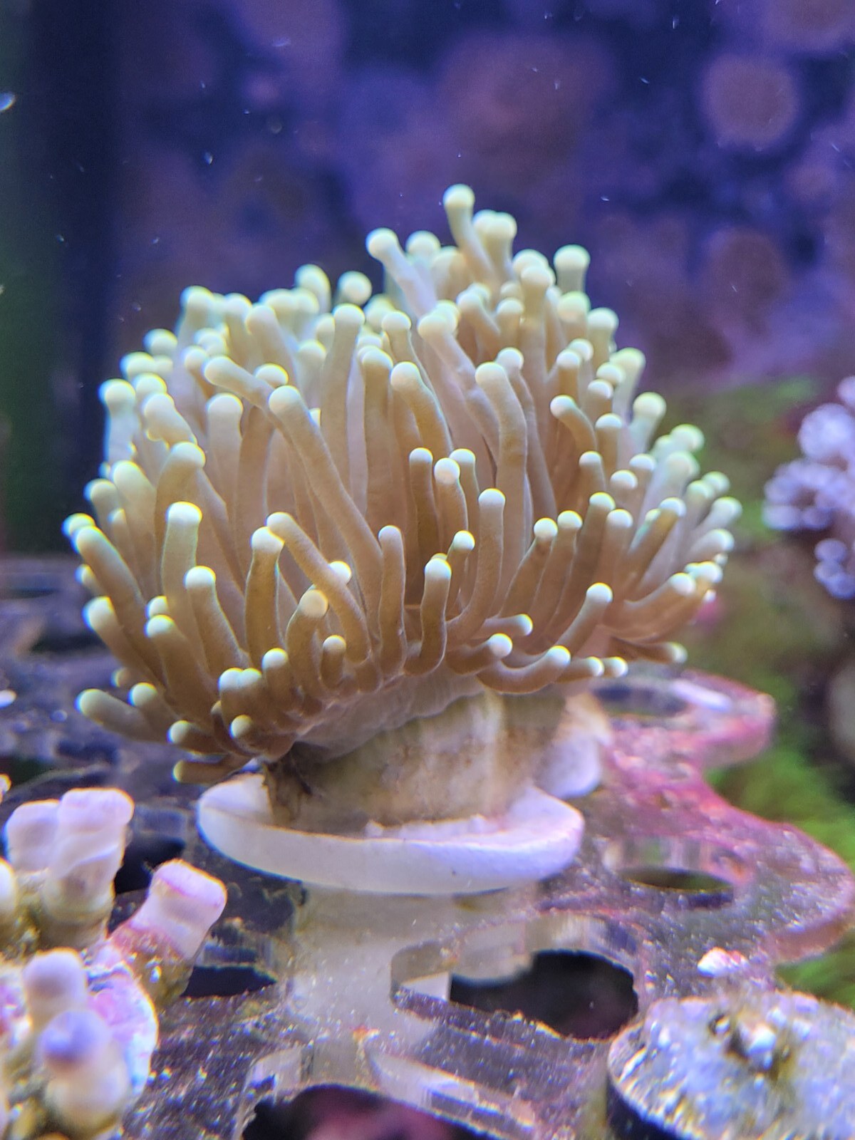 Torch with shriveled arms - Coral Forum - Nano-Reef Community
