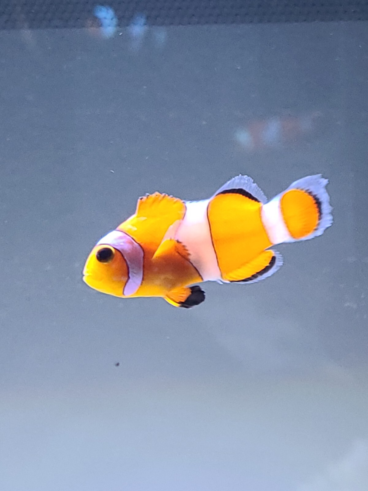 Clownfish tail damage - Fish Forum - Nano-Reef Community