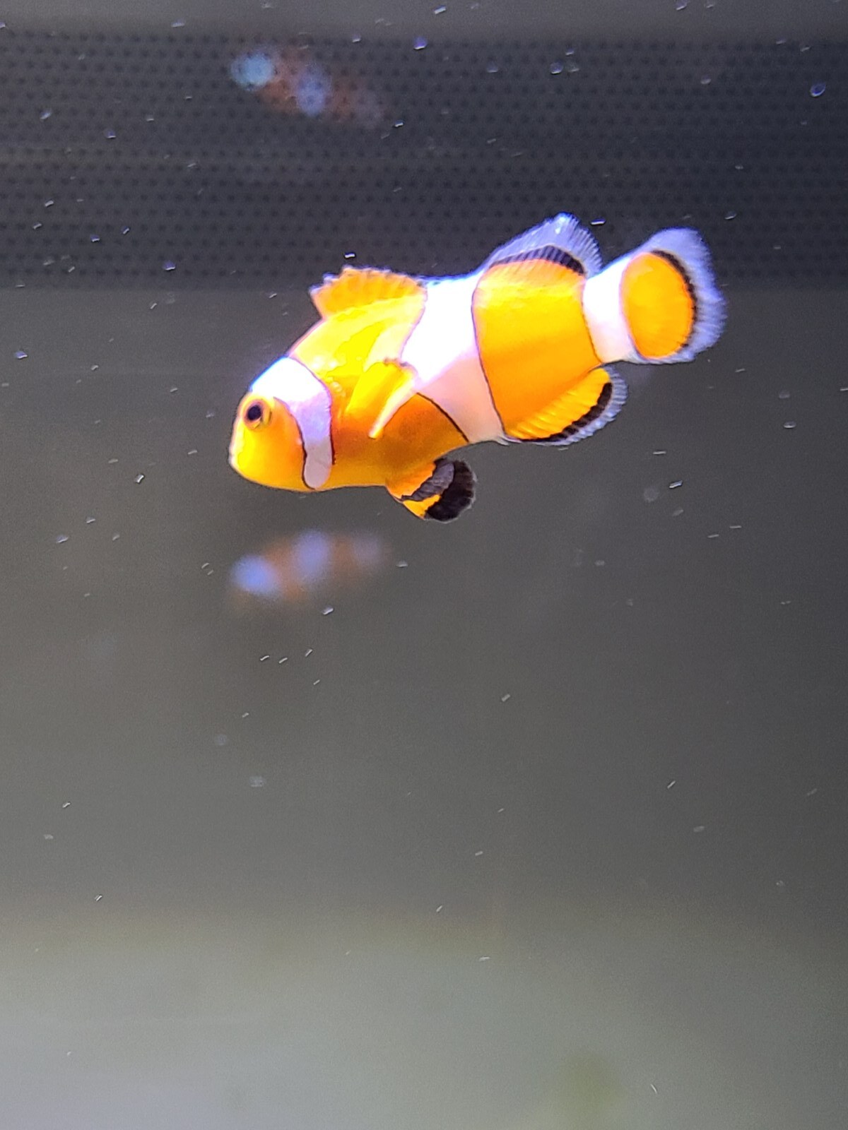 Clownfish tail damage - Fish Forum - Nano-Reef Community