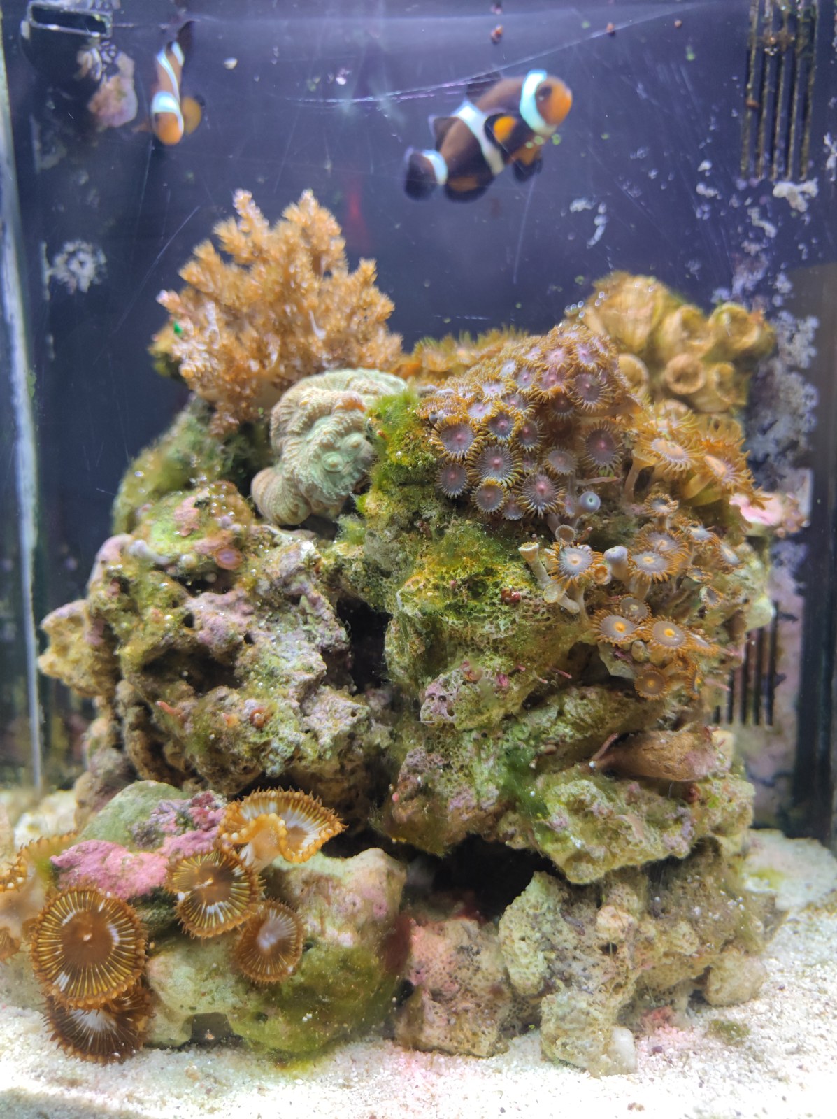 18 litres picoreef - Pico Reef Journals - Nano-Reef Community