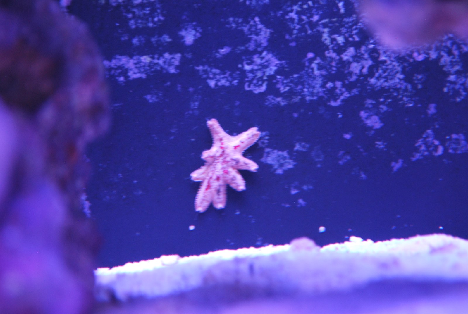 Do starfish split? - General Discussion - Nano-Reef Community