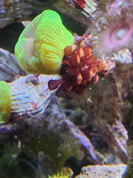red cluster on candy cane coral - Identification Forum - Nano-Reef ...
