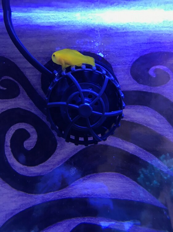 Best nano wave maker / circulation pump - Equipment Forum - Nano-Reef ...