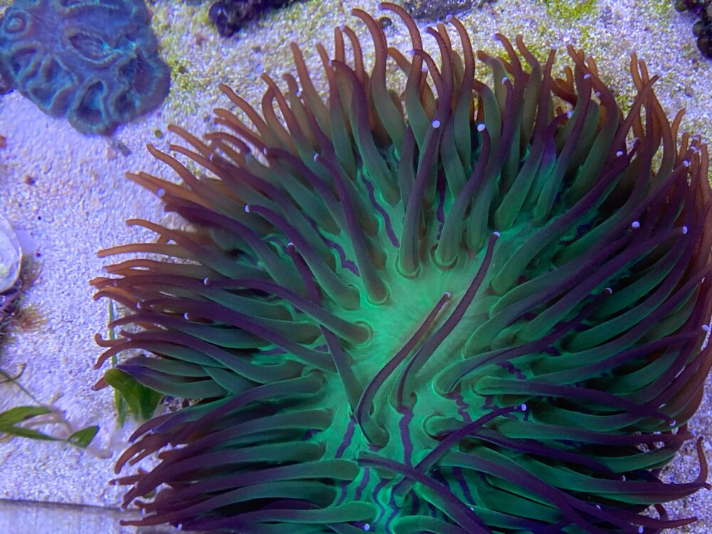 Arch-Scape Reef - Nano Reef Journals - Nano-Reef Community