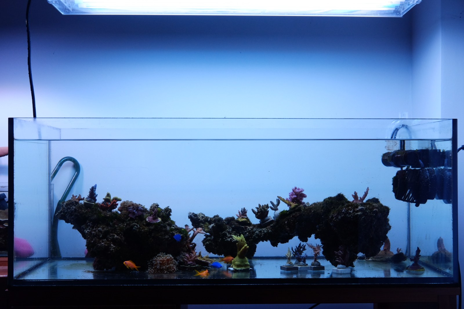 Possum Wrasse compatibility - Fish Forum - Nano-Reef Community