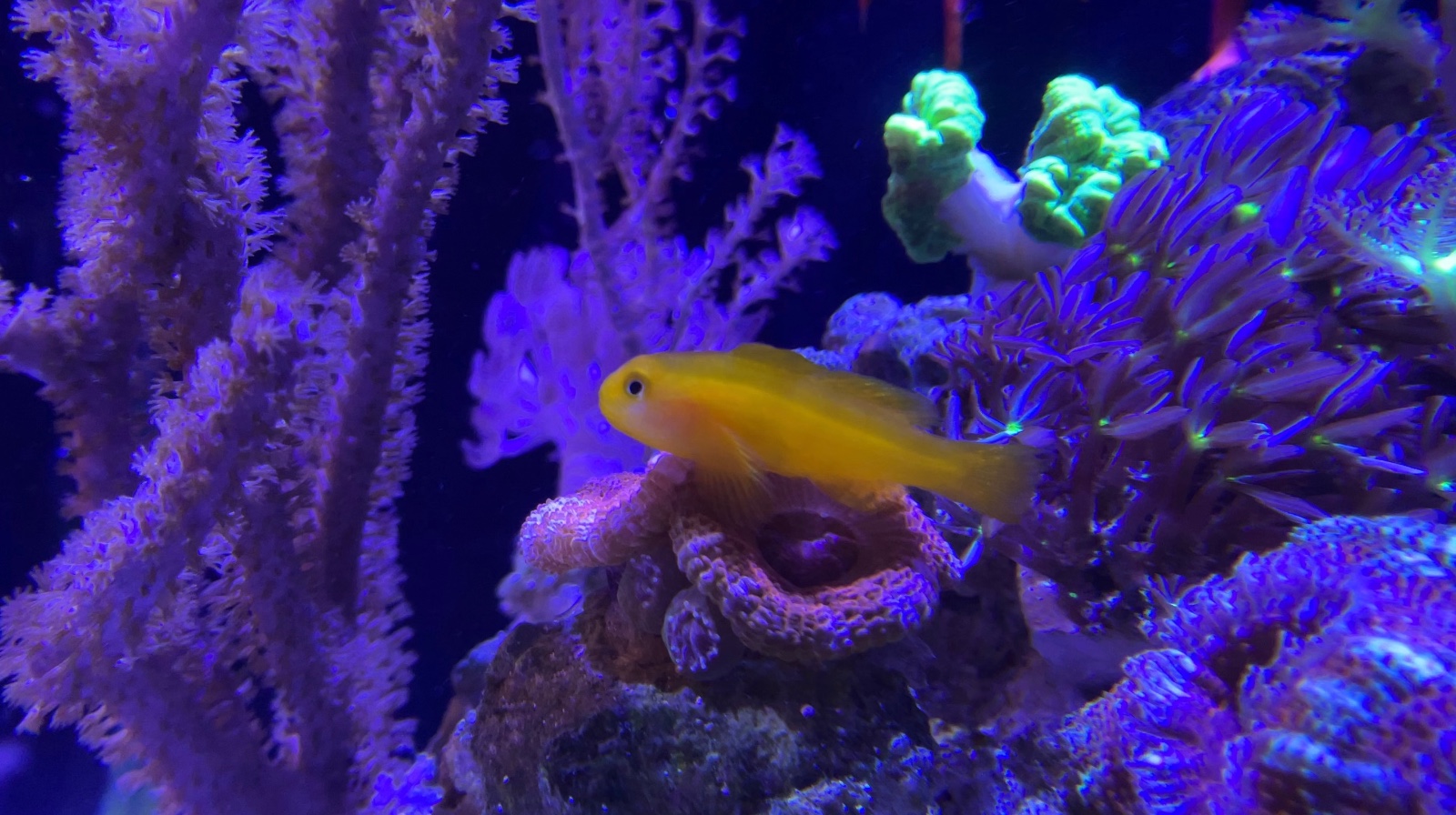 Riding the Wave with Reef Casa: My Studio 12 Saltwater Build 🌊 - Page 9 ...