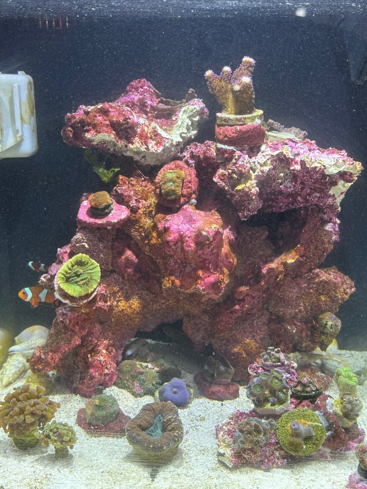 Coral identification and placement - Beginners Discussion - Nano-Reef ...