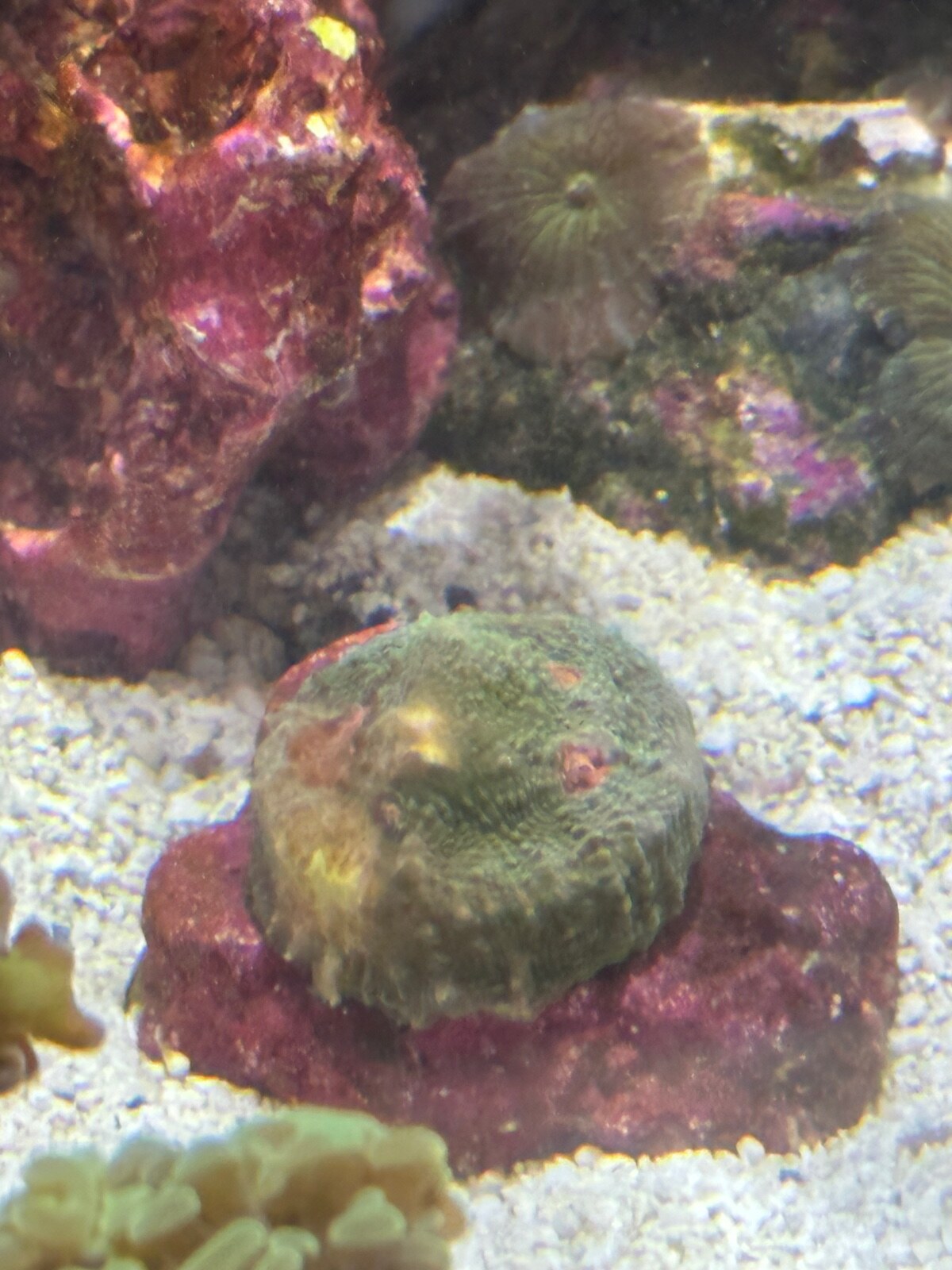 Coral identification and placement - Beginners Discussion - Nano-Reef ...