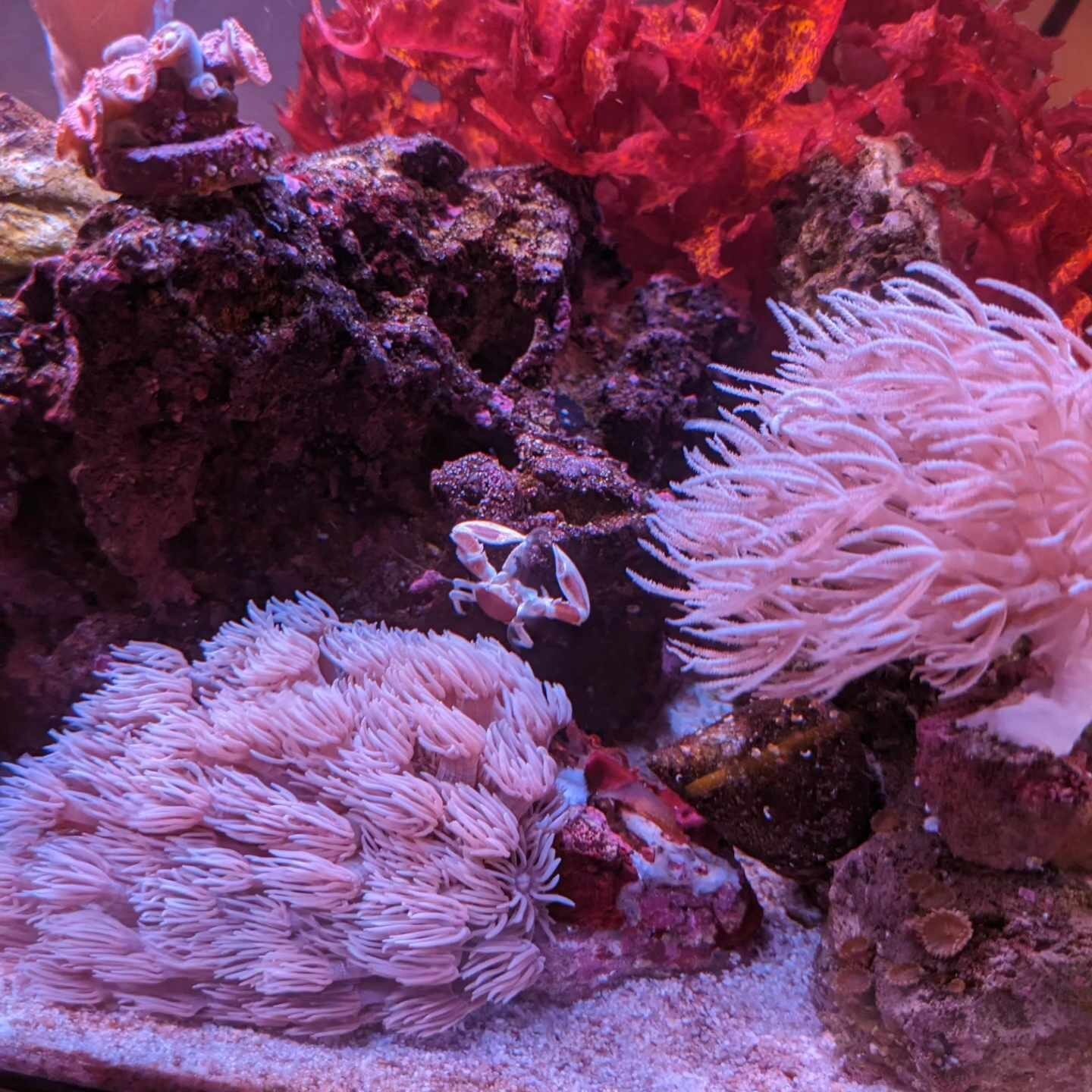 Build thread - 5 gallon / 20 litre Pico reef - Kmart tank - Pico Reef ...