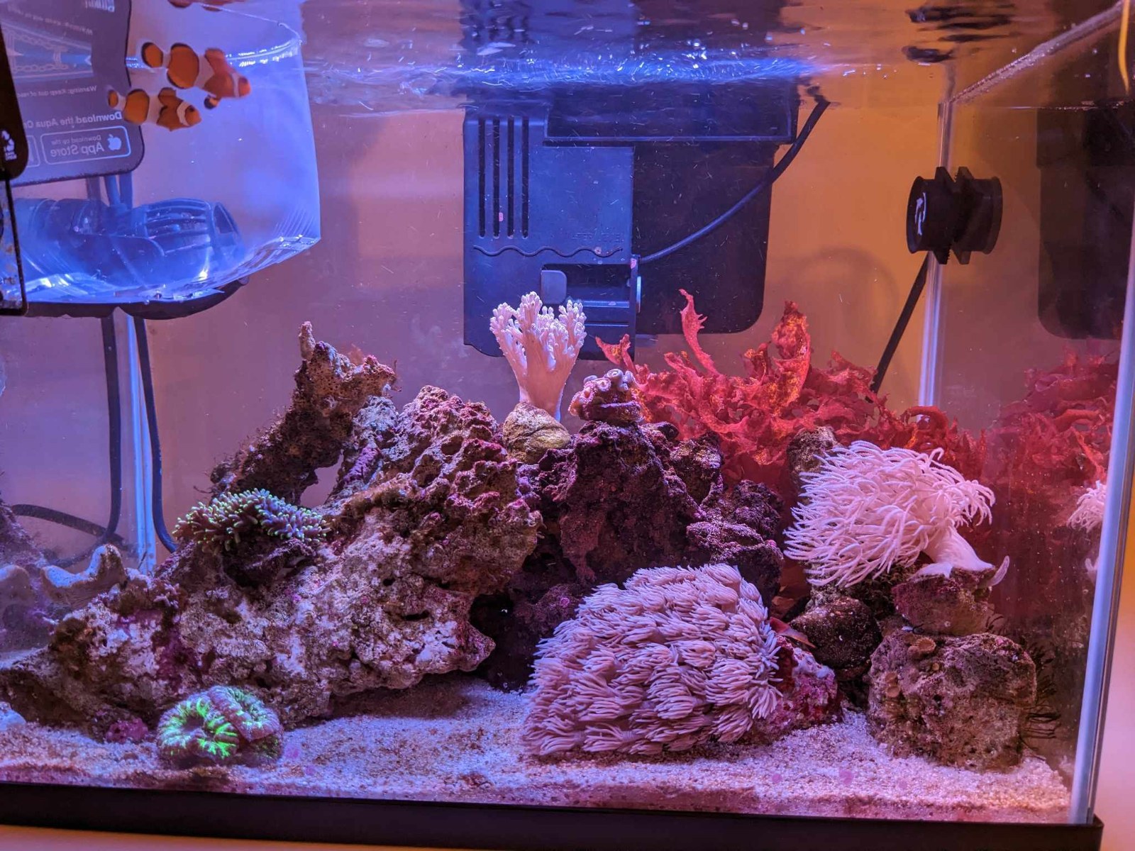 Build thread - 5 gallon / 20 litre Pico reef - Kmart tank - Pico Reef ...