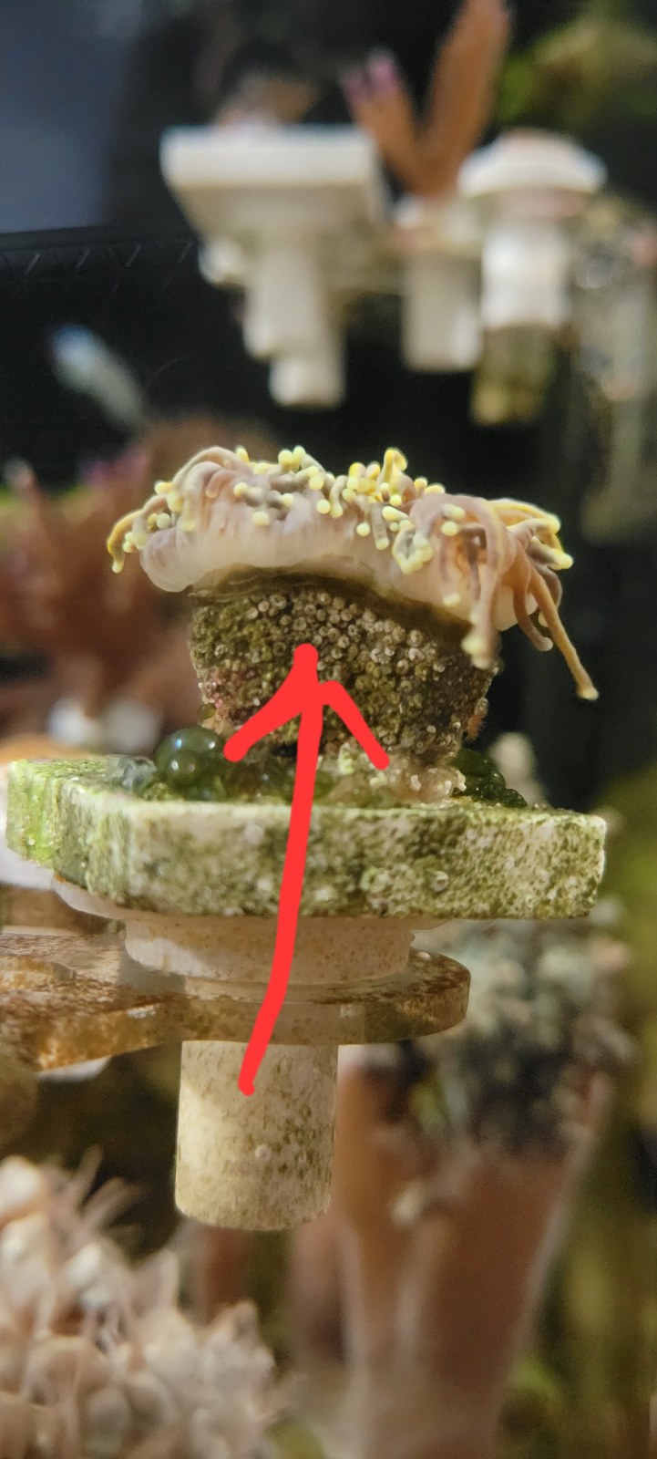 Splitting or dying torch - General Discussion - Nano-Reef Community