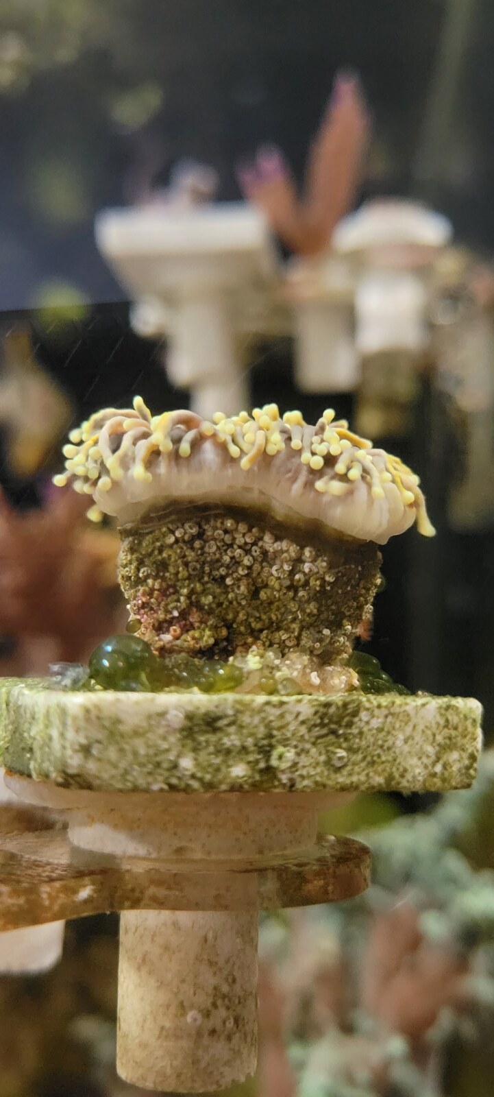 Splitting or dying torch - General Discussion - Nano-Reef Community