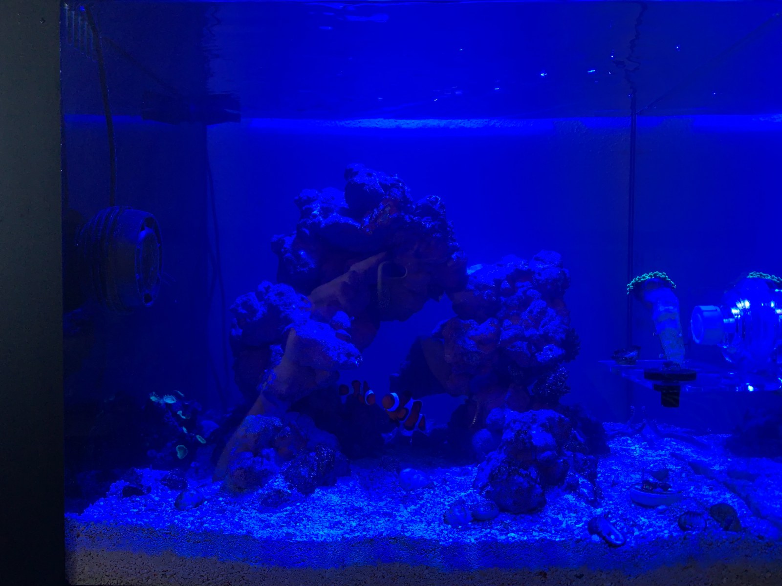 Rick's Waterbox Peninsula 15 - Nano Reef Journals - Nano-Reef Community