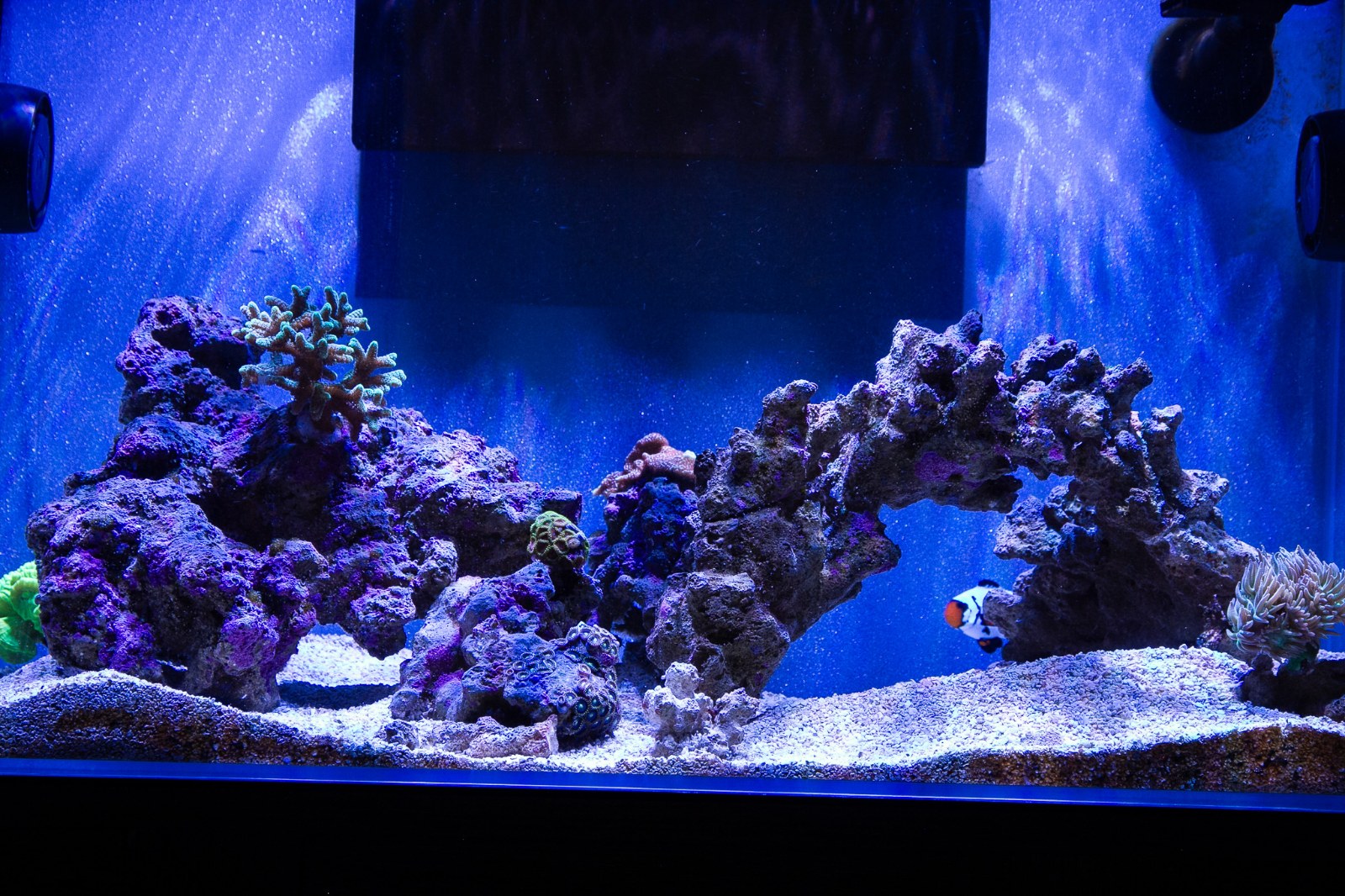 Greg's 16 gallon DIY special - Reefi Uno Pro 2.0 added - Page 3 - Nano ...
