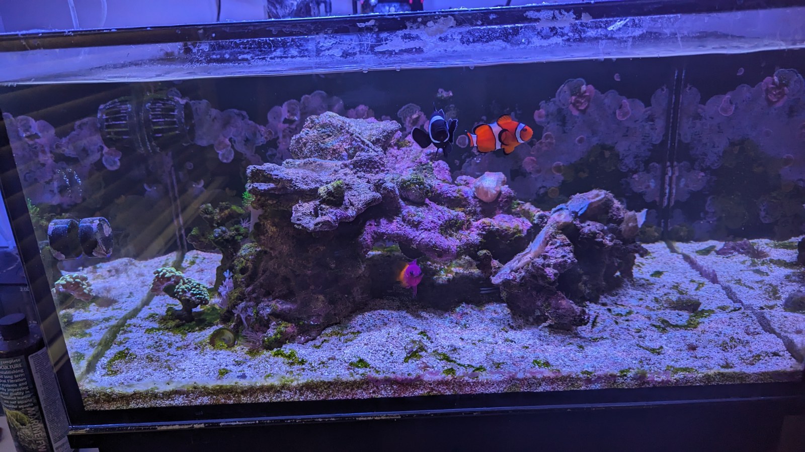25g of Acans! - Nano Reef Journals - Nano-Reef Community
