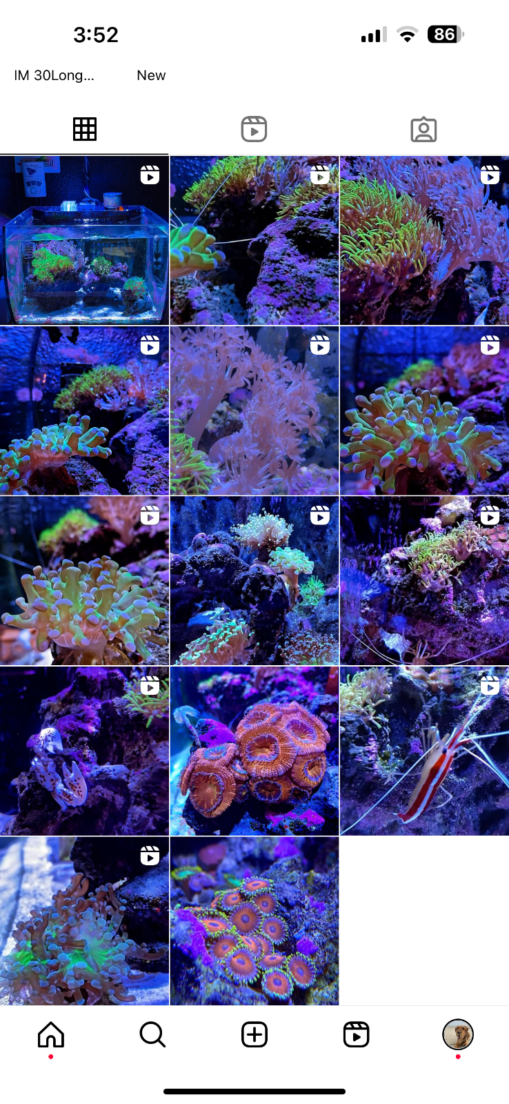 Airedale Reef | Tank Upgrade! - Nano Reef Journals - Nano-Reef Community