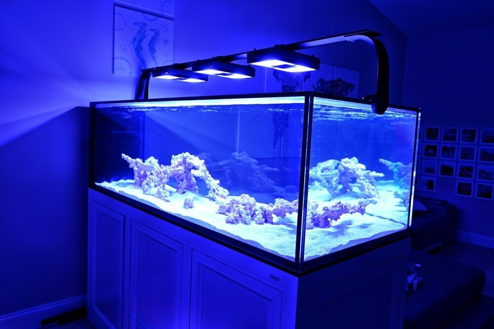 Ninja's 200g Peninsula - Page 5 - Large Reef Journals - Nano-Reef Community