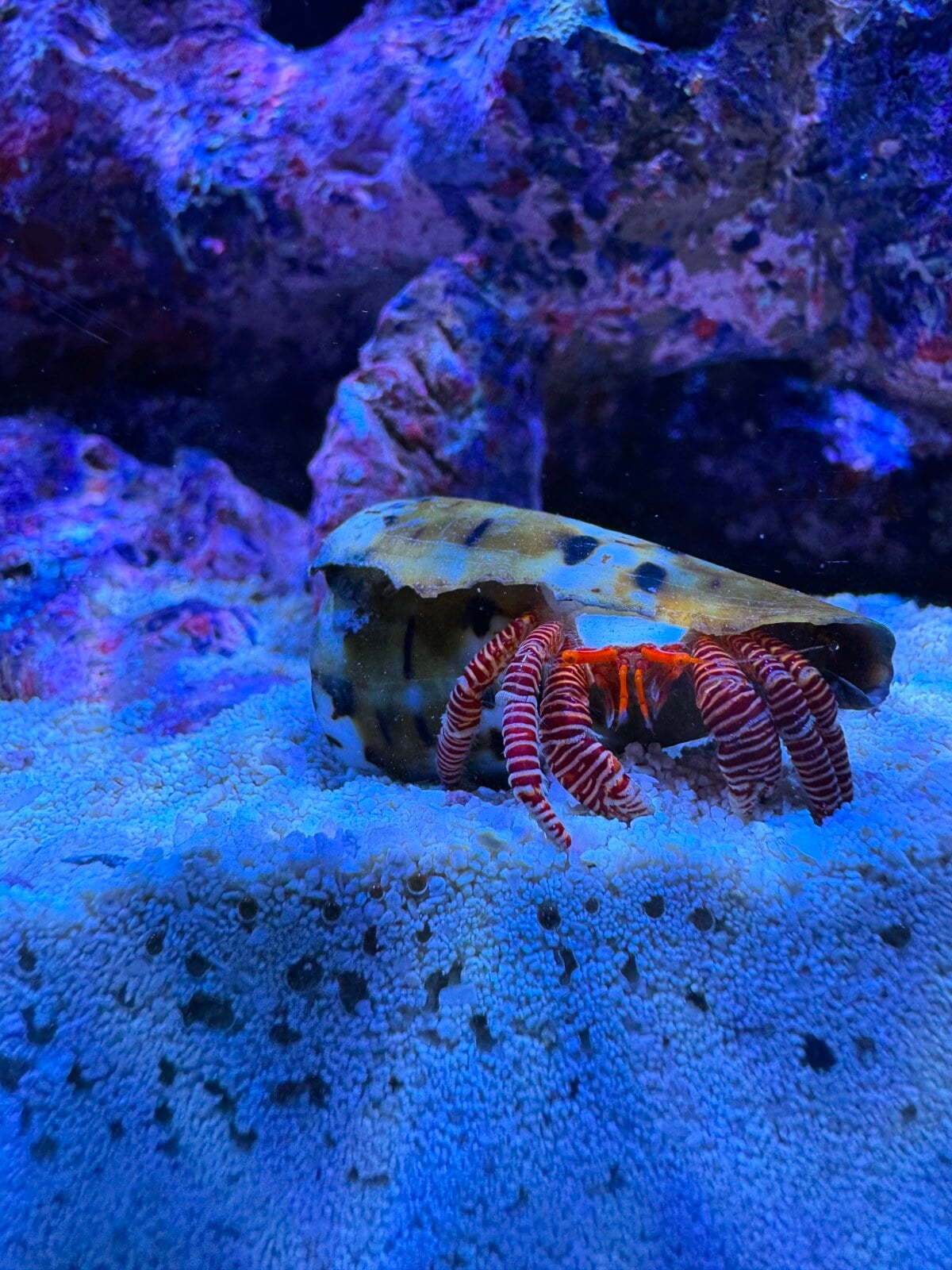 Airedale Reef | Tank Upgrade! - Page 4 - Nano Reef Journals - Nano-Reef ...