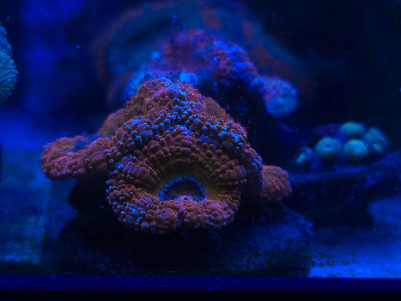 Acan & Zoa collection !!! - Pico Reef Journals - Nano-Reef Community