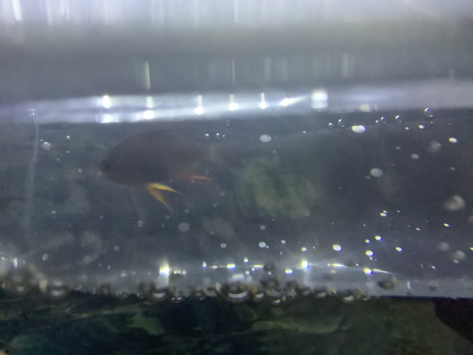 Why is my cross damsel dull - General Discussion - Nano-Reef Community