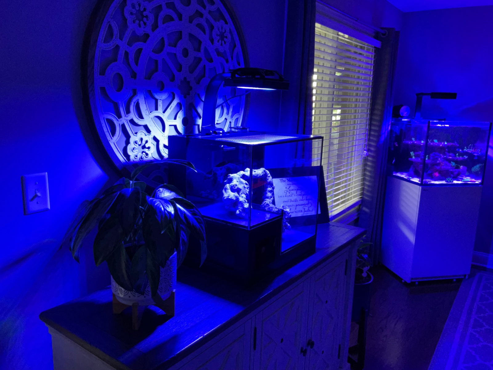 Innovative Marine Panorama drop off 20 gallon build - All-In-One Tanks ...