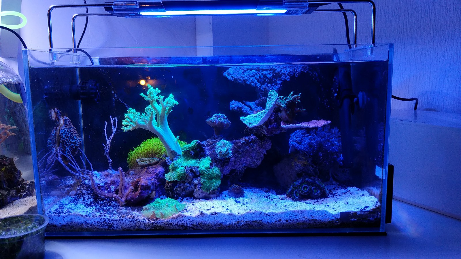 Aqua One Mini Reef 90l - Beginners Discussion - Nano-Reef Community