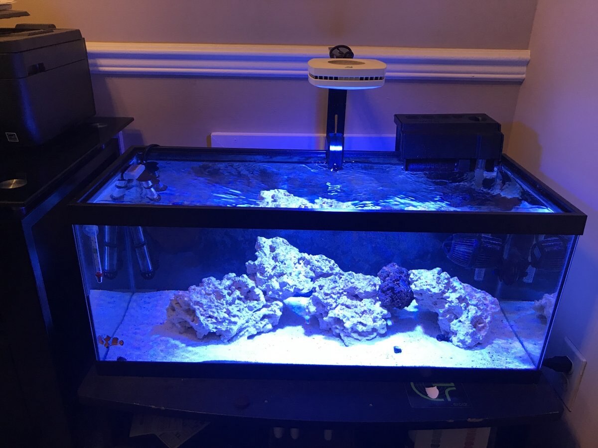 Beginner 20g long set up - Beginners Discussion - Nano-Reef Community