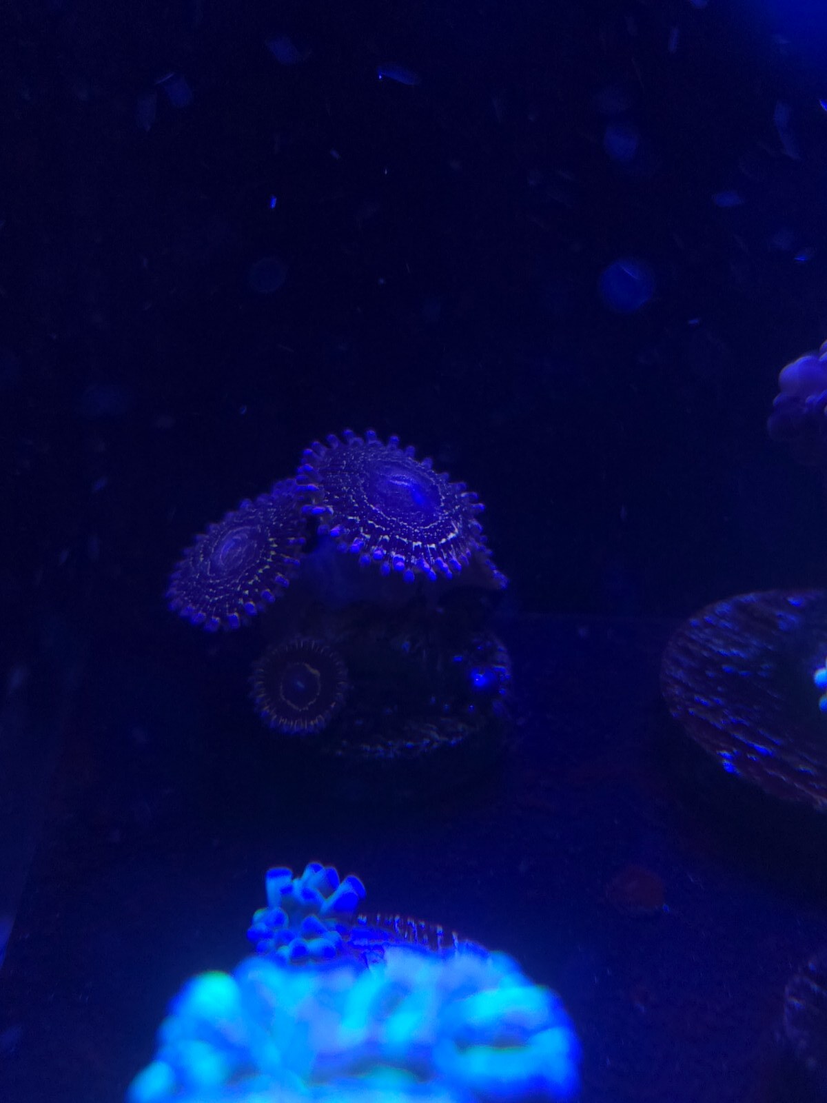 5p Strat's - Hardware Classifieds - Nano-Reef Community