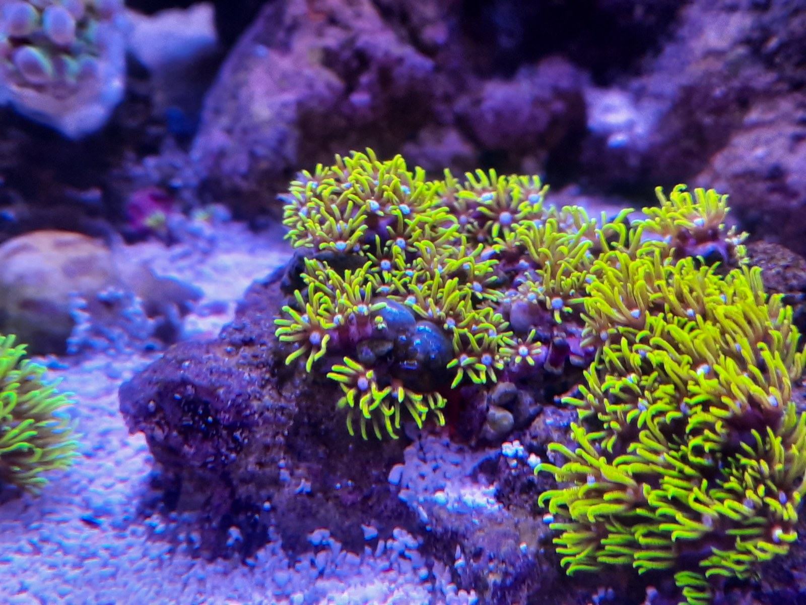Bubble Algae - General Discussion - Nano-Reef Community
