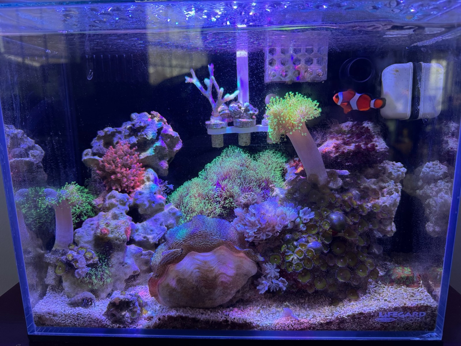 FS: 1 clam, 1 fish, and 1 frag - Boston - Livestock Classifieds - Nano ...
