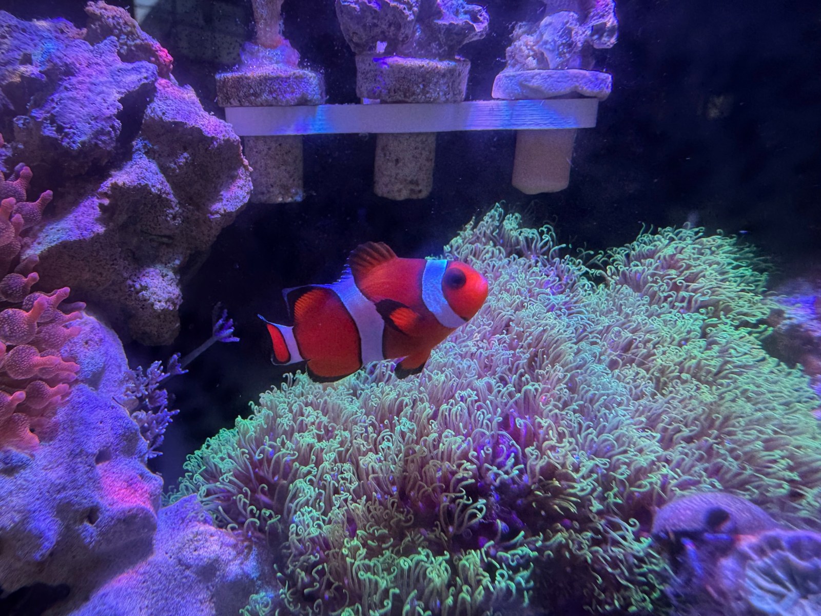 FS: 1 clam, 1 fish, and 1 frag - Boston - Livestock Classifieds - Nano ...