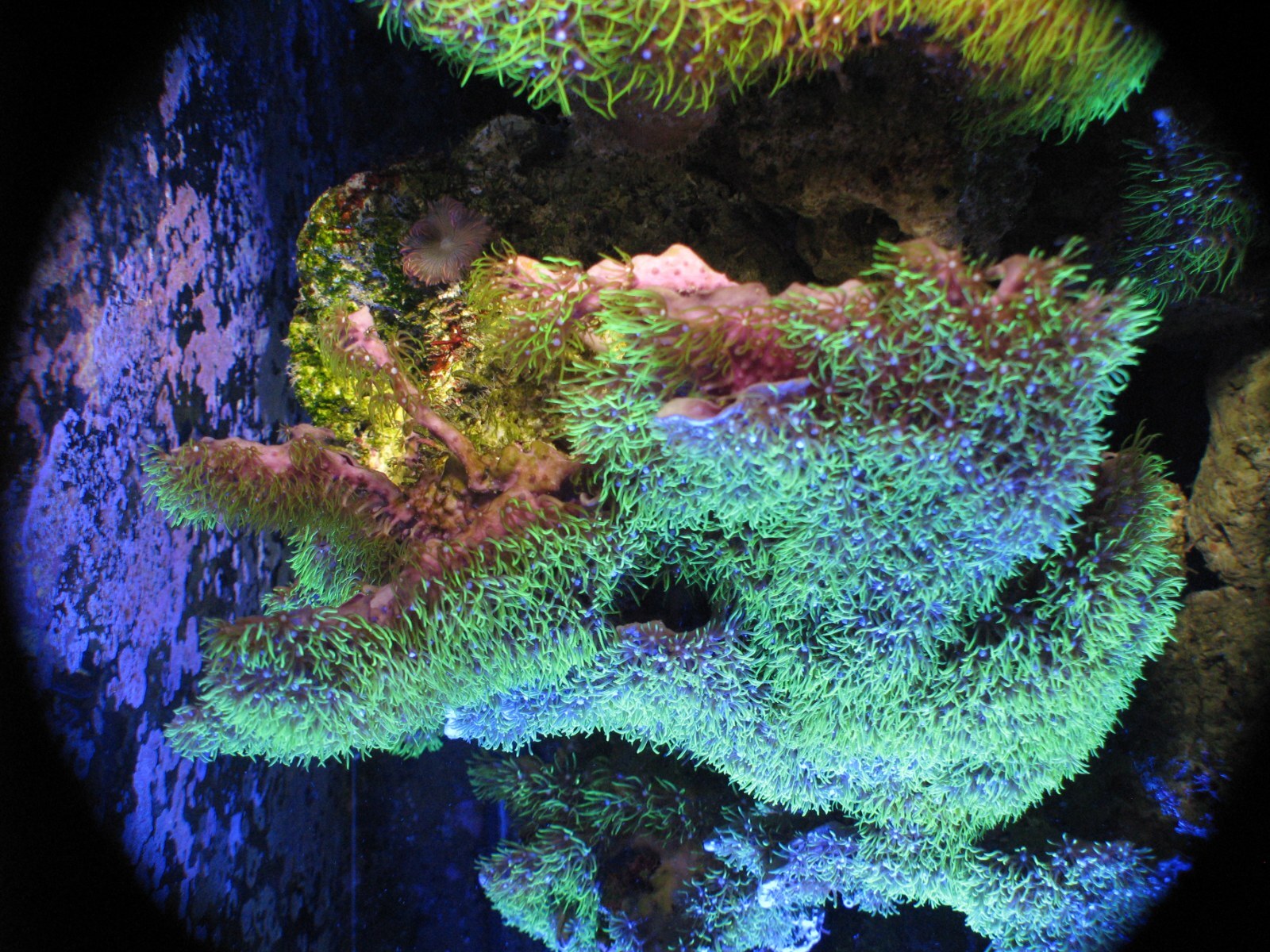 Unusual growth on green star polyps - Coral Forum - Nano-Reef Community